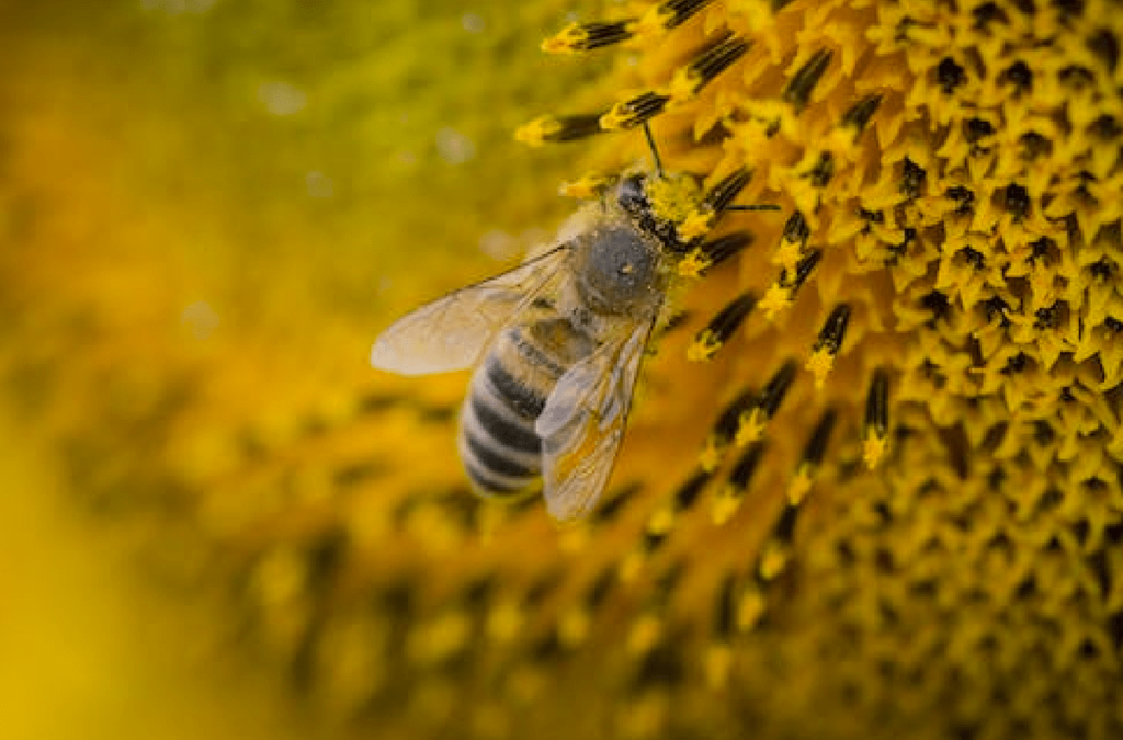 Bee The One - Productos a base de polen de abeja 100% natural