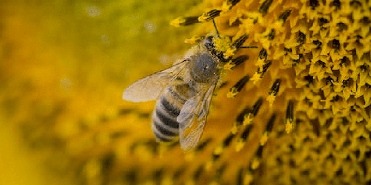 What is bee pollen and how is it obtained? - Bee The One Pollen