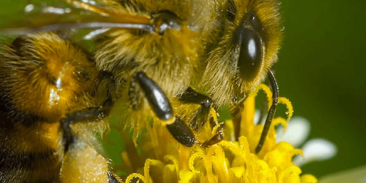 Scientific research supports the benefits of consuming bee pollen - Bee ...